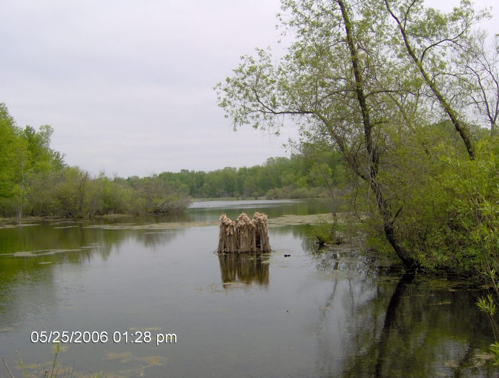 Elgin Stewardship Council » Calton Swamp Wetland Complex